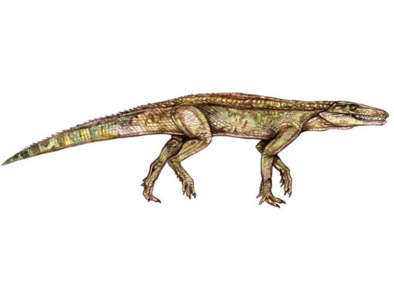 Struthiosaurus sp. – Magyar Dinoszaurusz-kutató Expedíció