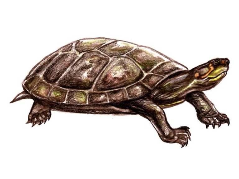 Albanerpetontid amphibians – Magyar Dinoszaurusz-kutató Expedíció