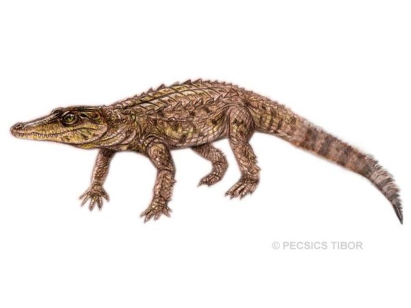 Abelisaurid theropod dinosaurs – Magyar Dinoszaurusz-kutató Expedíció