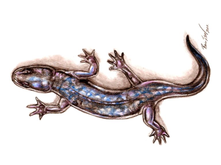 Albanerpetontidae kétéltűek – Magyar Dinoszaurusz-kutató Expedíció
