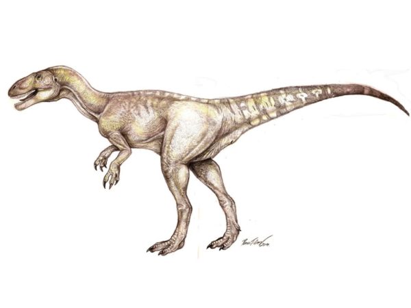 Doratodon – Magyar Dinoszaurusz-kutató Expedíció